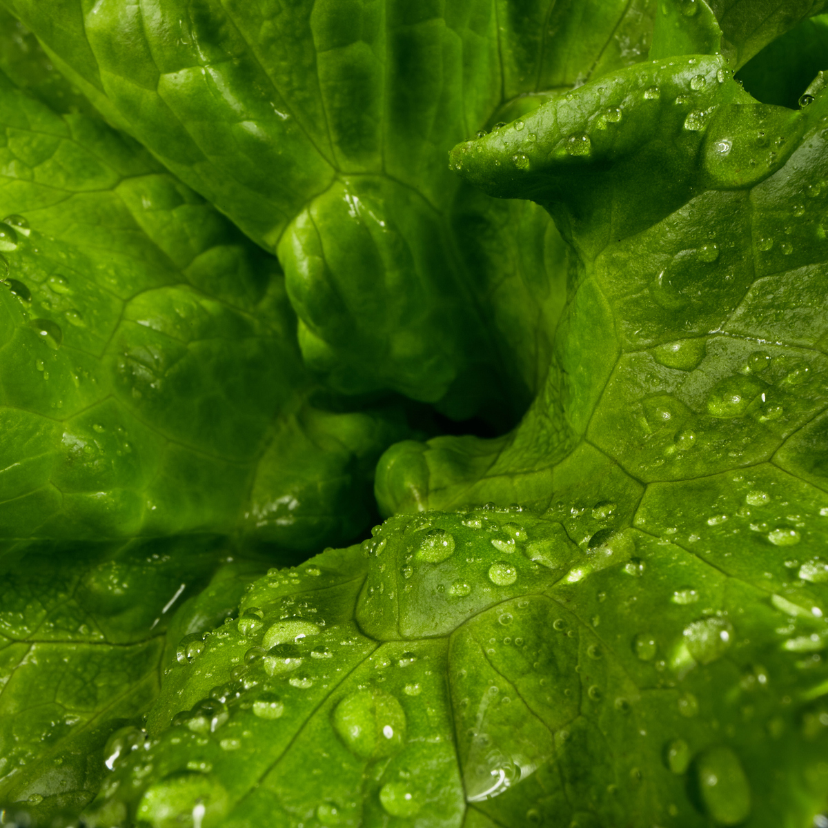 Complete cleaning solutions for fresh produce integrity | JBT Marel