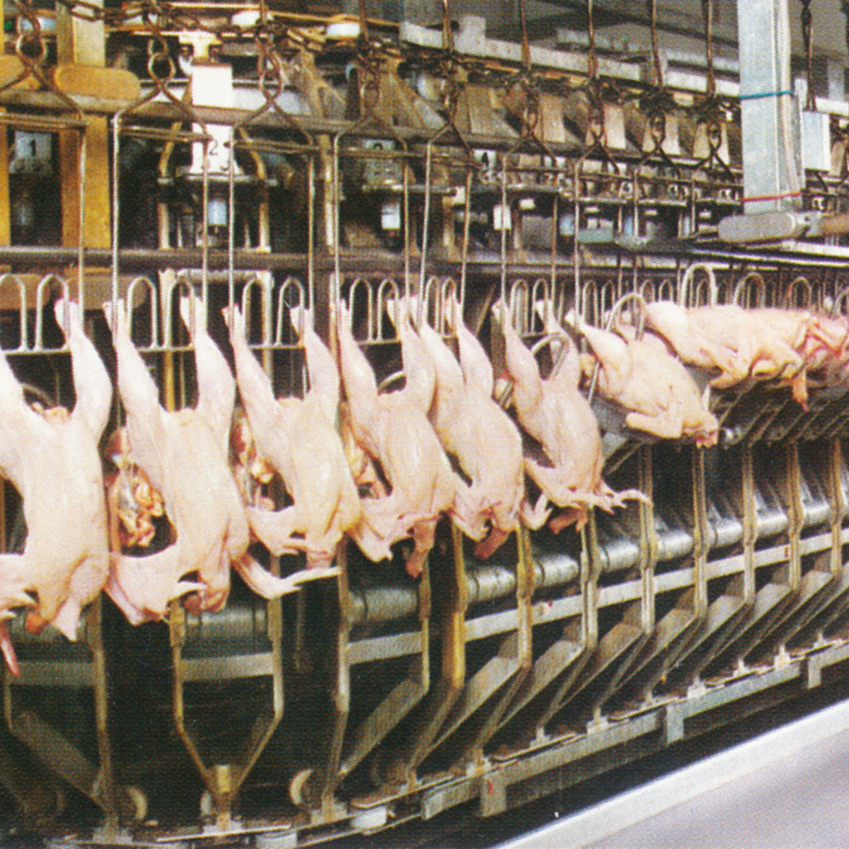 Since five decades evisceration innovations start at Stork-Marel | JBT ...