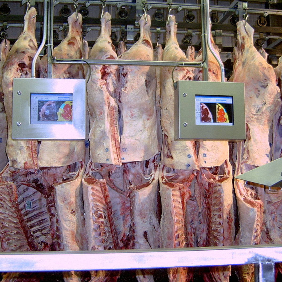 Beef carcass grading | JBT Marel