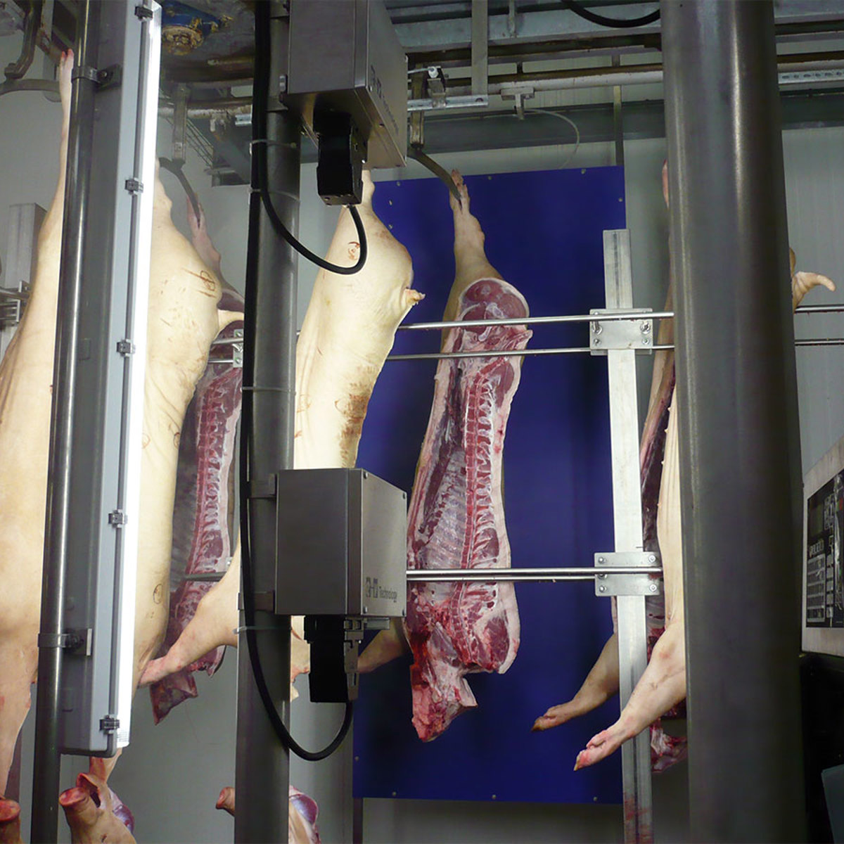 Pork carcass grading | JBT Marel