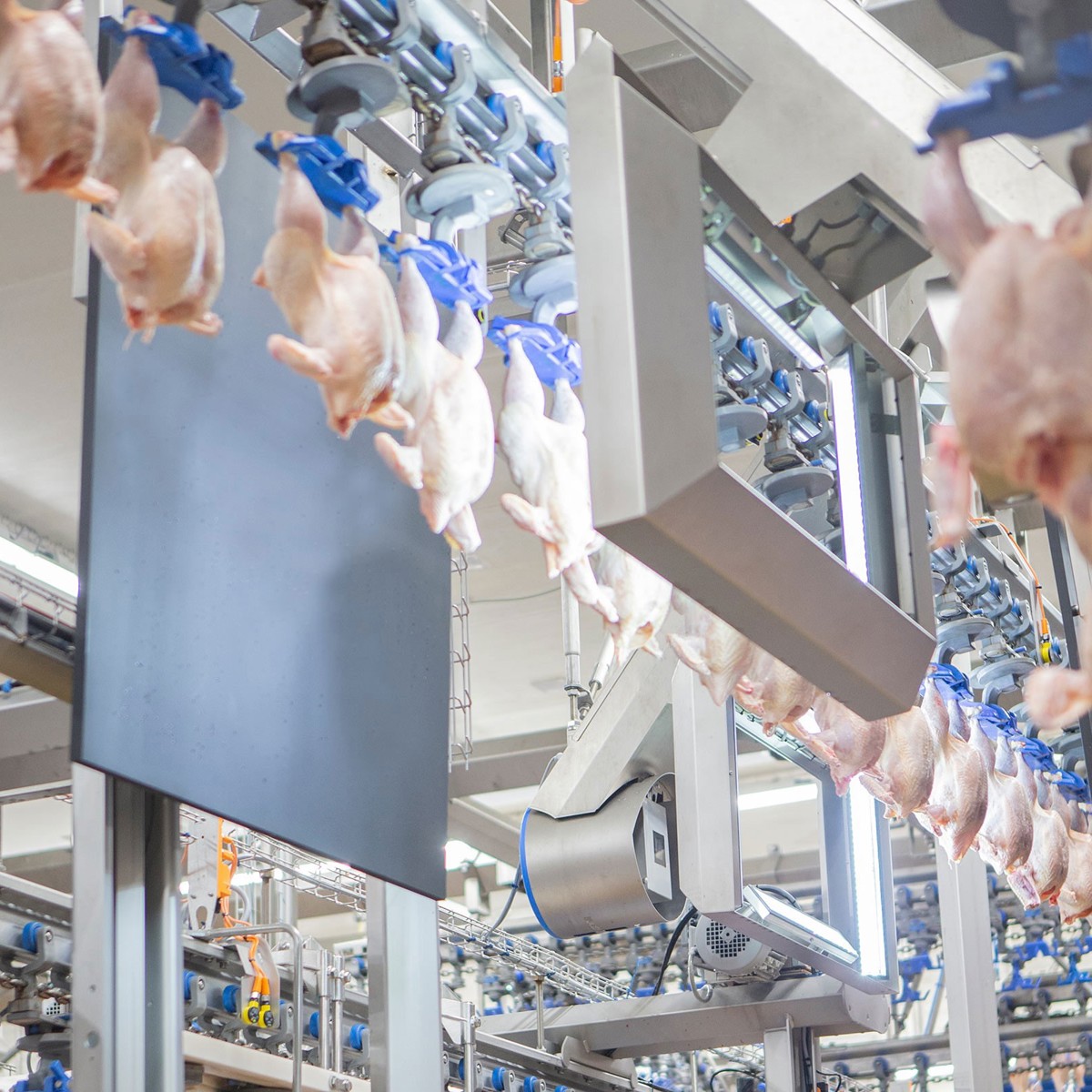 Poultry vision grading system | JBT Marel