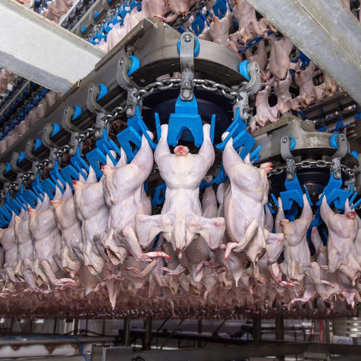 “Traceability is a must”: How Marel software is empowering Arasco Entaj ...
